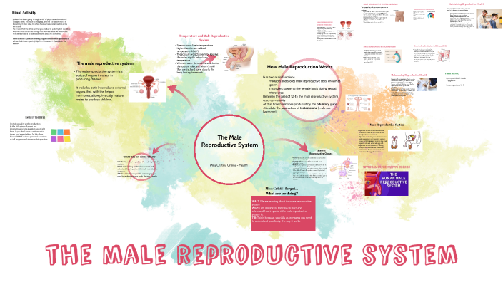 Male Reproductive System by Cristina Urbina Galleguillos on Prezi