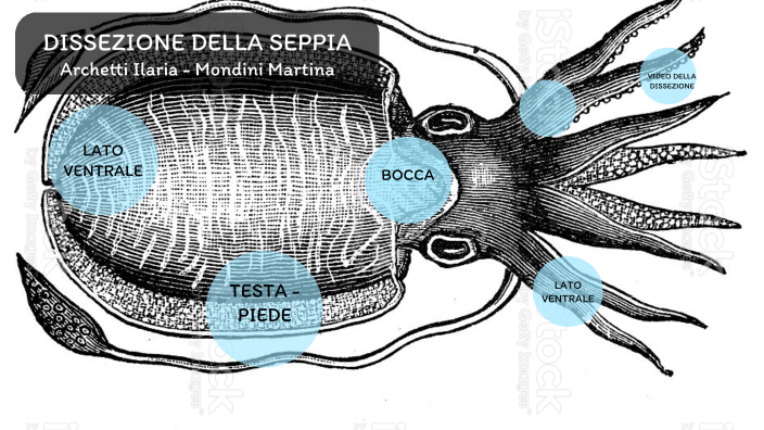 dissezione seppia Archetti Ilaria- Mondini Martina by ilaria archetti ...