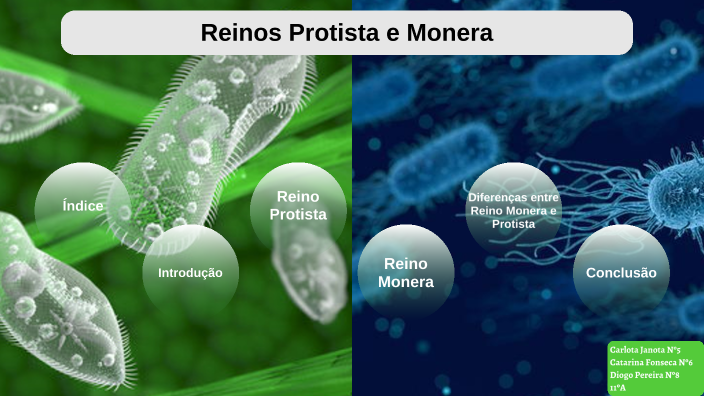 Reinos Protista e Monera by Catarina Fonseca on Prezi