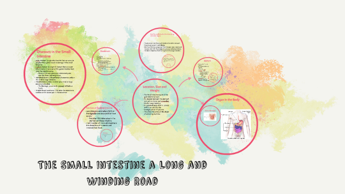 The Small Intestine a Long and Winding Road by Sophia Kenigsberg on Prezi