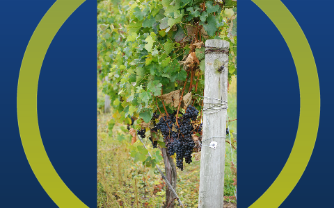 Fall Pictures - Yearbook Project by Maggie Beaver on Prezi