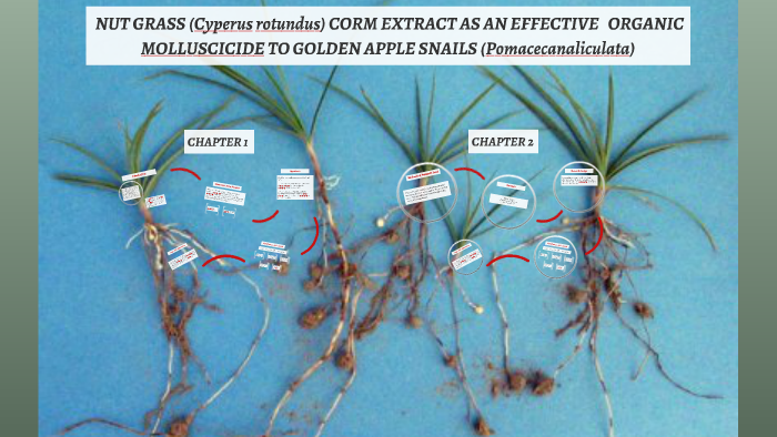 NUT GRASS(Cyperus rotundus) CORM EXTRACT AS AN EFFECTIVE by Mic Mic Del ...