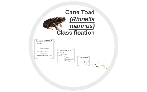 Cane Toad Classification by Yifan C on Prezi