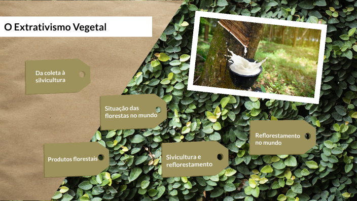 O extrativismo vegetal by Rafael Cavalcante on Prezi
