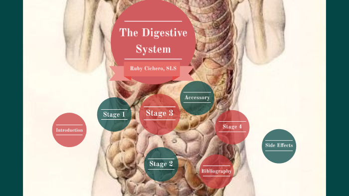 The Digestive System by Ruby Cichero on Prezi