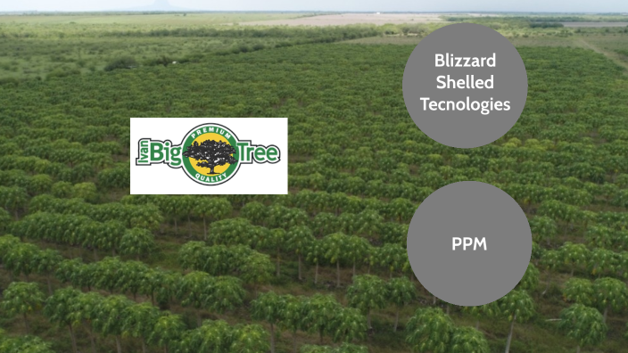 Ivan Big Tree by Enriqur Gonzalez on Prezi