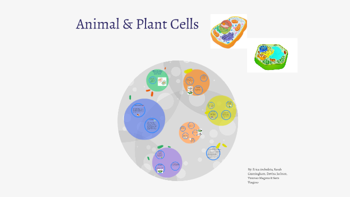 Animal & Plant cells by Erica Archuleta on Prezi