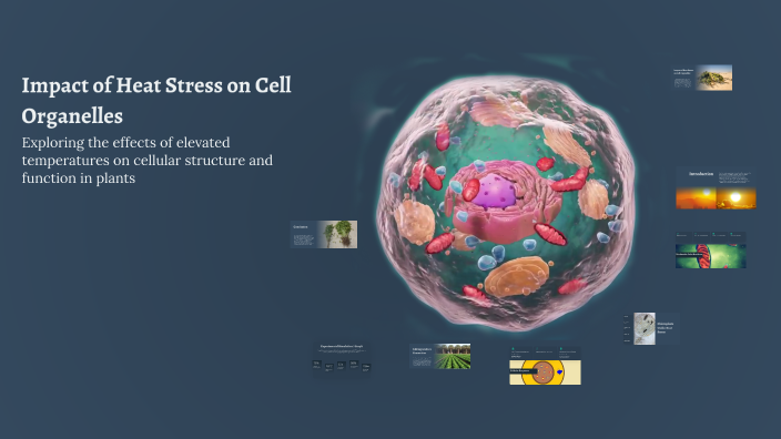 Impact of Heat Stress on Cell Organelles by Mohamed Aiman on Prezi