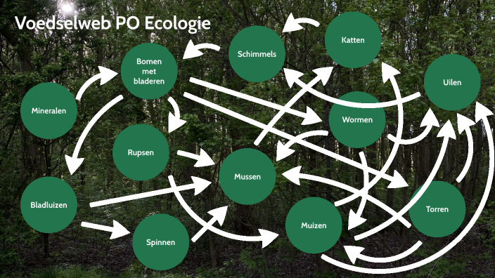 Voedselweb PO Ecologie by Zoë Bosker on Prezi
