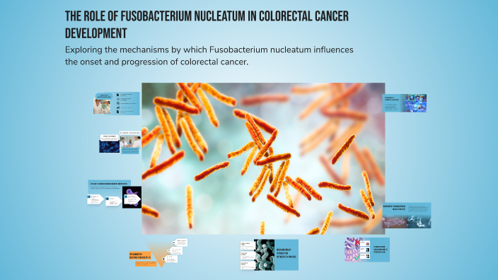 The Role of Fusobacterium nucleatum in Colorectal Cancer Development by ...