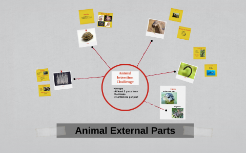 Animal External Parts by Payton Samuelson on Prezi