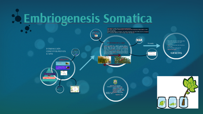 Embriogenesis Somatica by Bryan Anthony Marin Valdivia on Prezi