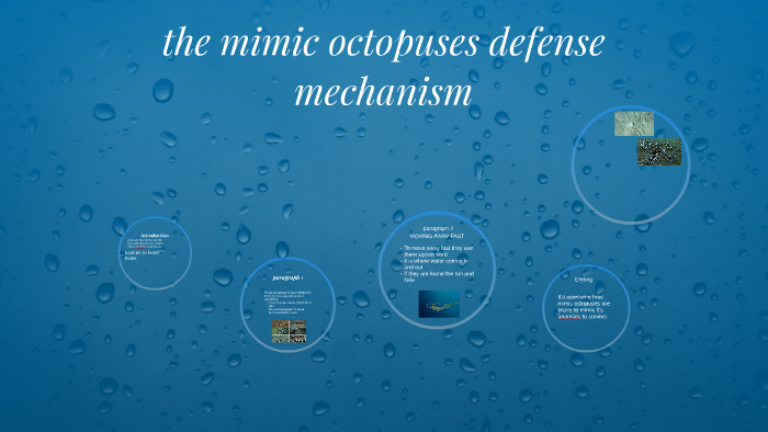 the mimic octopuses defense mechanism by Claire Eaton on Prezi