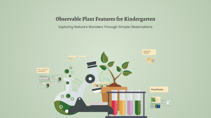 Observable Plant Features for Kindergarten by Elizabeth Millband on Prezi