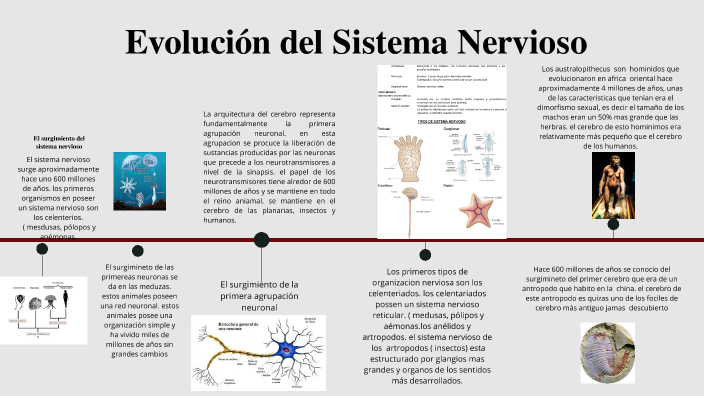 Evolución del Sistema Nervioso by Jose Luis Gómez on Prezi
