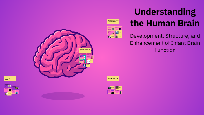 Understanding the Human Brain by Abby Diethelm on Prezi