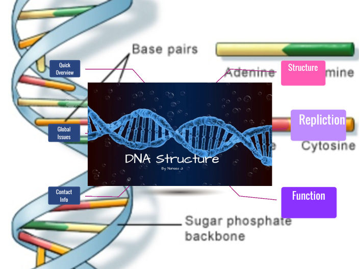 Dna structure and Replication by p mo on Prezi