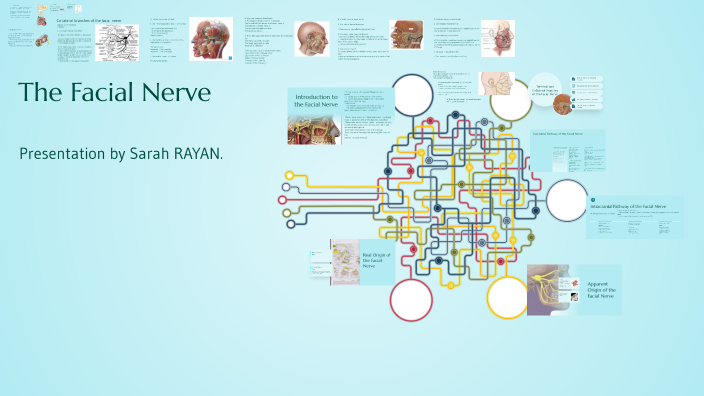 Understanding the Facial Nerve by sarah rayan on Prezi