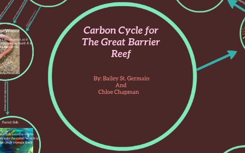 Carbon Cycle for The Great Barrier Reef by Logan St. Germain on Prezi