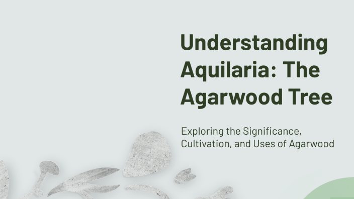 Understanding Aquilaria: The Agarwood Tree by อัษฎาวุธ ระหงษ์ on Prezi