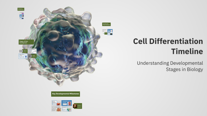 Cell Differentiation Timeline by Macy Piner on Prezi