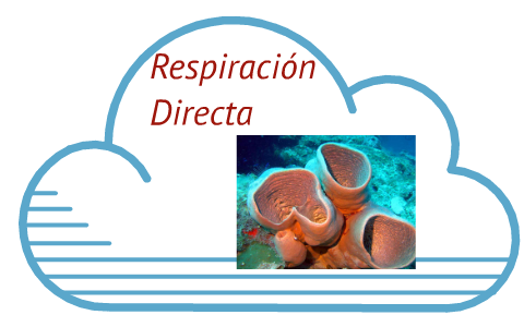 Respiración Directa by liz gutierrez on Prezi