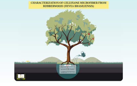 CHARACTERIZATION OF CELLULOSE MICROFIBER FROM RUBBERWOOD (HE by nurul ...