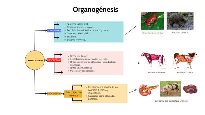 Organogénesis by Byron Luis Galarza Feijoo on Prezi