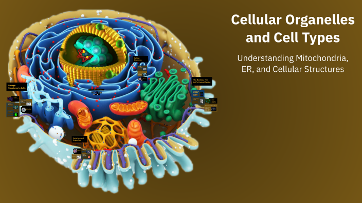 Cellular Organelles and Cell Types by Yousef on Prezi