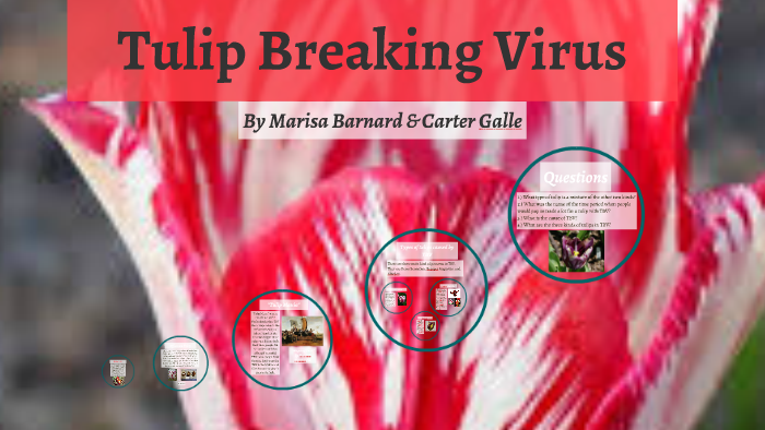Tulip breaking virus by Marisa Barnard on Prezi