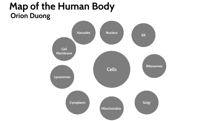 Map of Human Body by Orion Duong on Prezi