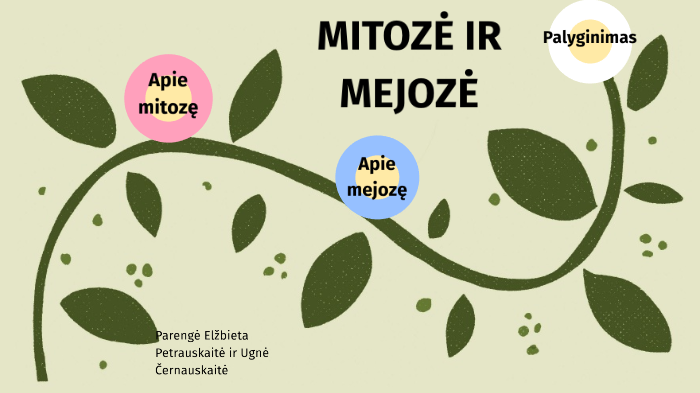 Mitozė ir mejozė by Elžbieta Petrauskaitė on Prezi