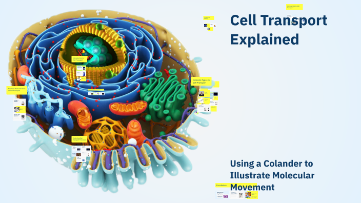 Cell Transport Explained by Thomas Mittler on Prezi