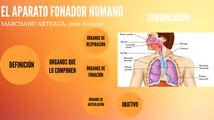 EL APARATO FONADOR by Juan Antonio MARCHAND ARTEAGA on Prezi