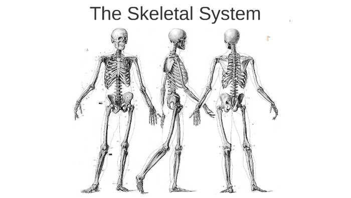 The Skeletal System by jazaiah bermudez