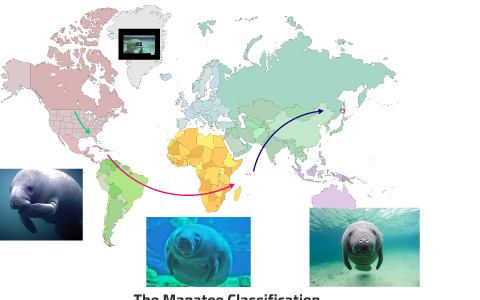 The Manatee Classification by 2016 10