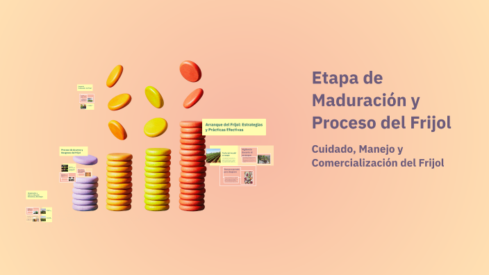 Etapa de Maduración y Proceso del Frijol by Osmany Flores on Prezi