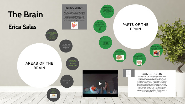 The Brain by Erica Salas on Prezi