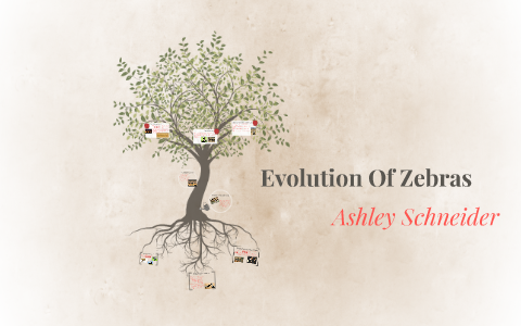 Evolution Of Zebras by Ashley Schneider on Prezi