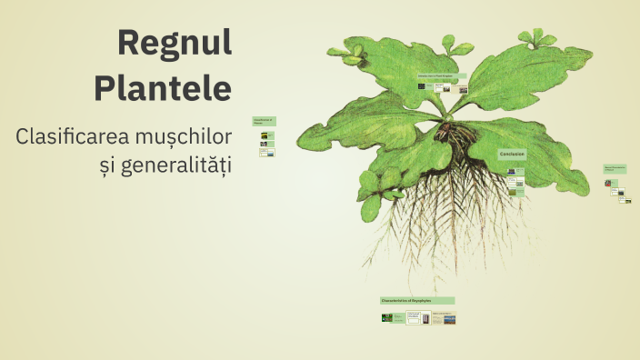 Regnul Plantele by Caraman Andreea on Prezi