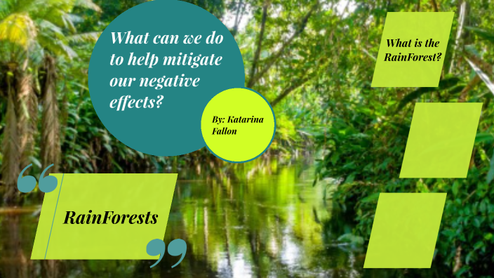 Rainforests and how we can help mitigate our negative effects by ...