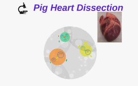 Pig Heart Dissection by Valentina Salvador