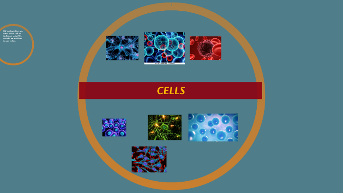 CELLS by preston obleshchuk on Prezi