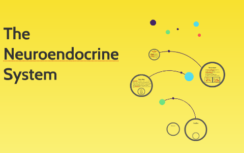 The Neuroendocrine System by Danielle Kouri on Prezi