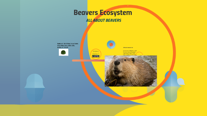 Beavers Ecosystem by Anthony Frois on Prezi