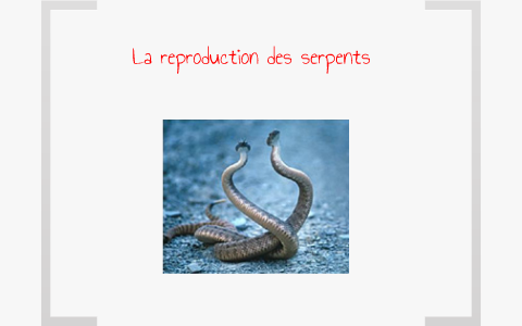 La reproduction des serpents by Lucia Fabre on Prezi