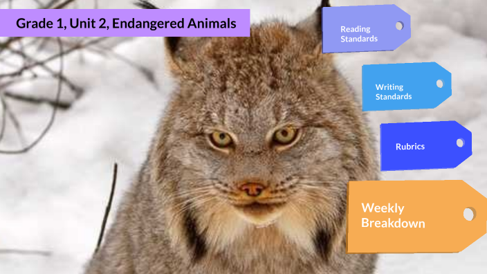 Grade 1 Unit 2 Endangered Animals by Matthew Limtiaco on Prezi