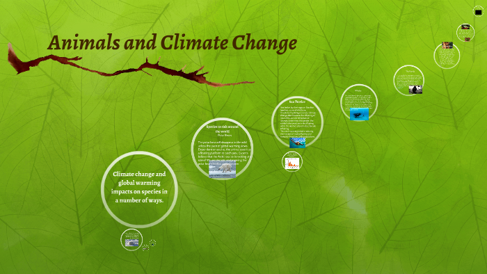 Animals and Climate Change by Emma Harmon on Prezi