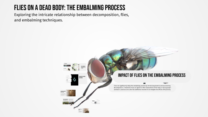 Flies on a Dead Body: The Embalming Process by Emernique Cooper on Prezi