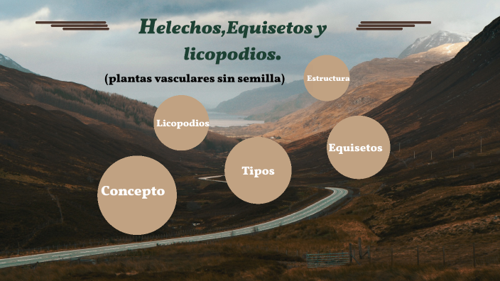 Helechos, Equisetos y Licopodios. by sofia de paz on Prezi